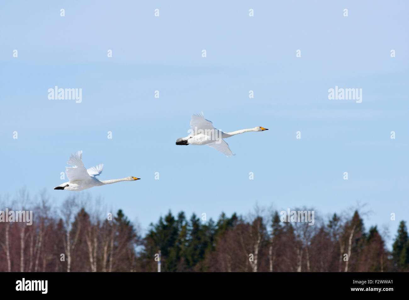 Whooper swan in formation, bird migration. Cygnus cygnus, in seasonal ...