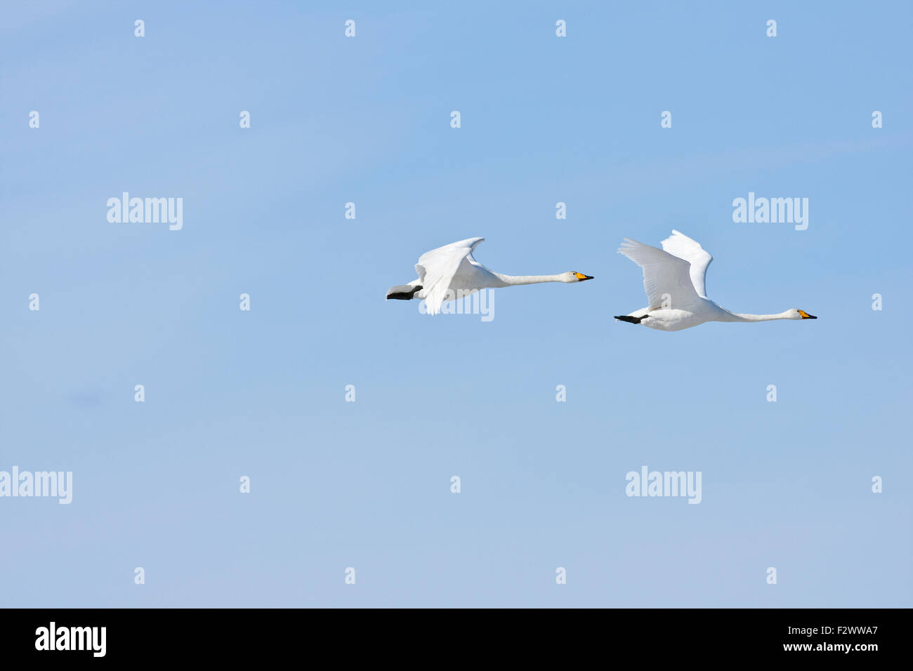 Whooper swan in formation, bird migration. Cygnus cygnus, in seasonal ...