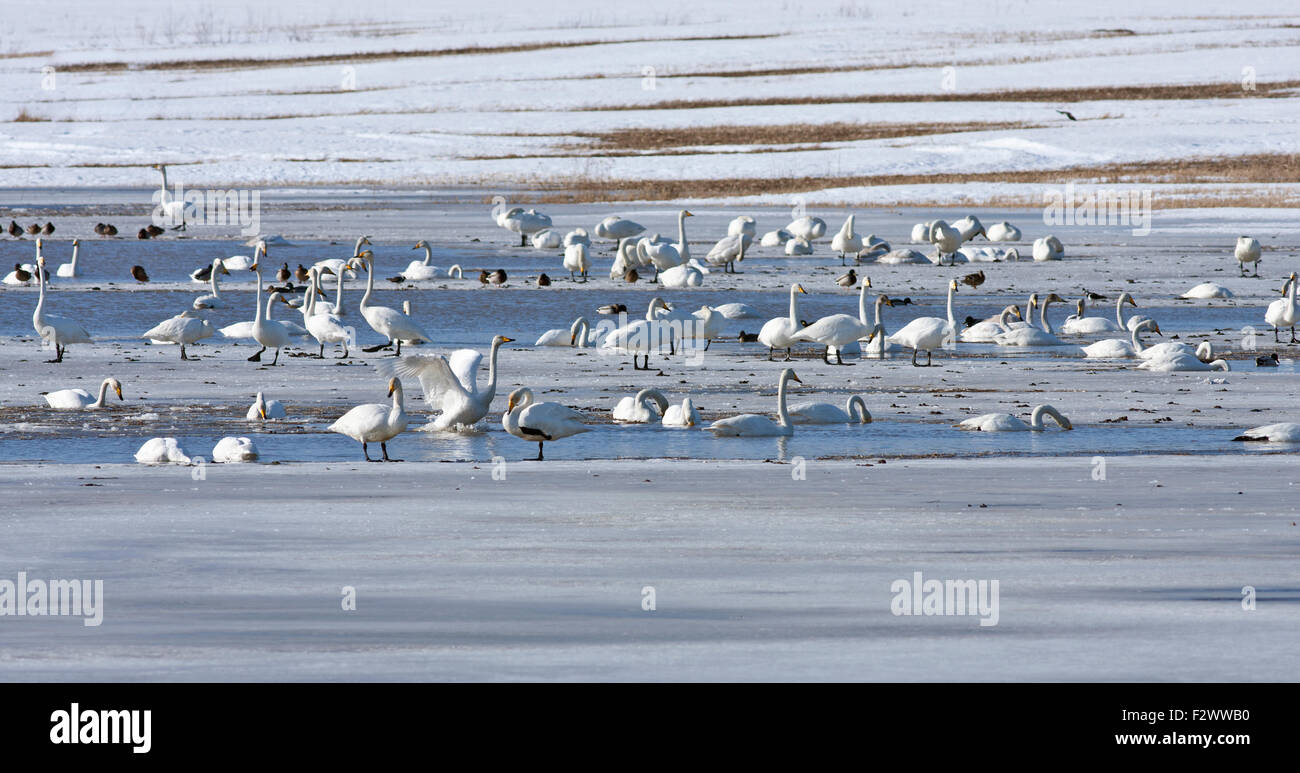 Whooper swan resting on a pond, bird migration. Cygnus cygnus, in ...