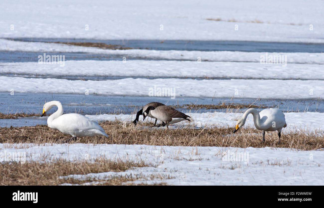 Whooper swan and Canada geese rest by a pond, bird migration. Birds in ...