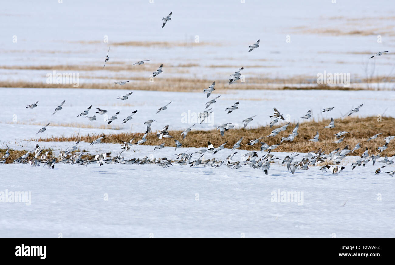 Snow bunting rest on a field, bird migration. Plectrophenax nivalis, in ...