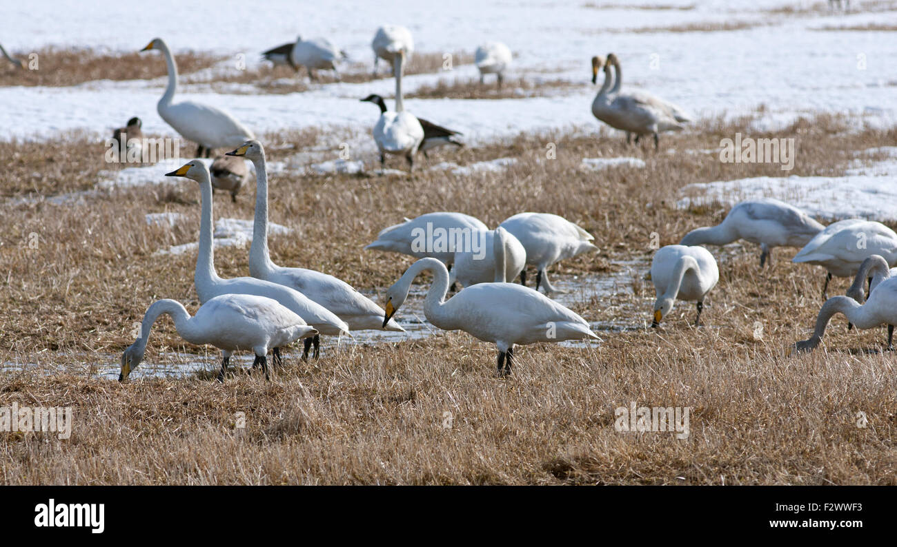 Whooper swan resting, bird migration. Cygnus cygnus, in seasonal ...