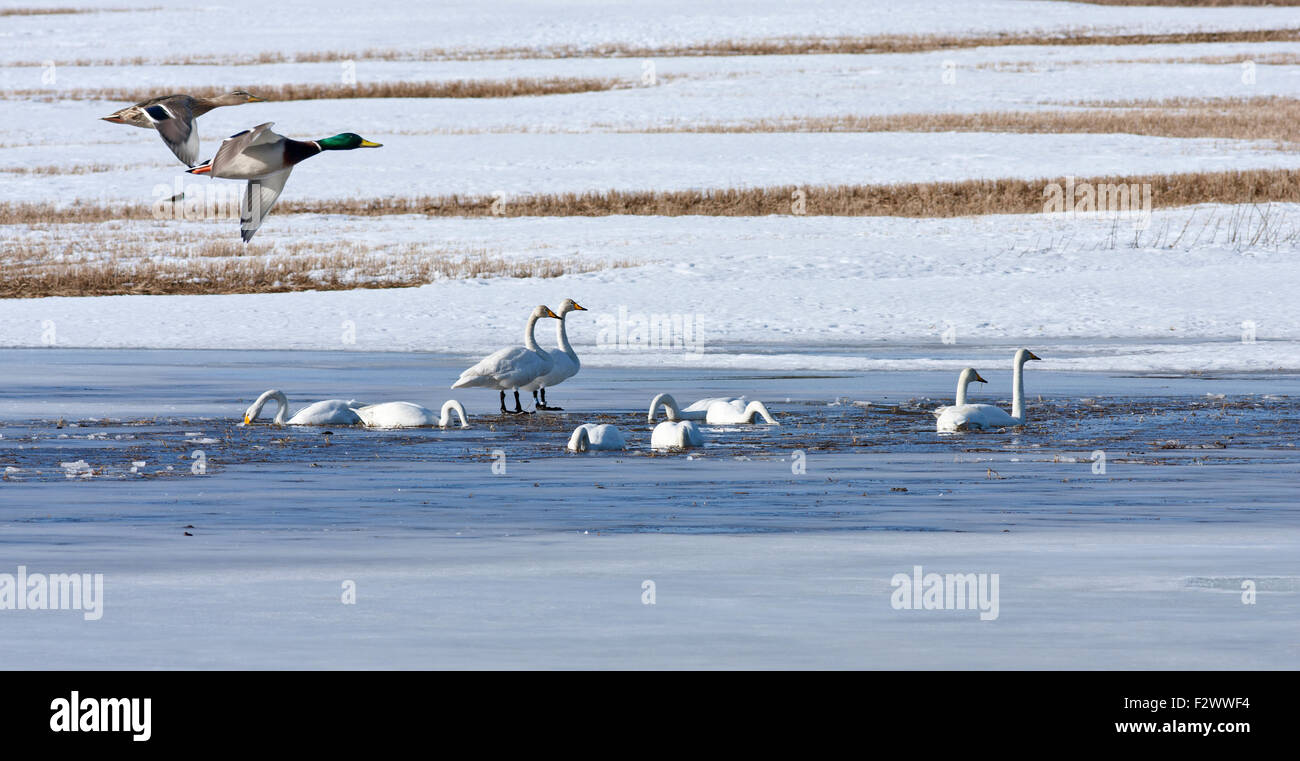 Whooper swan resting on a pond. Mallards in formation, bird migration ...