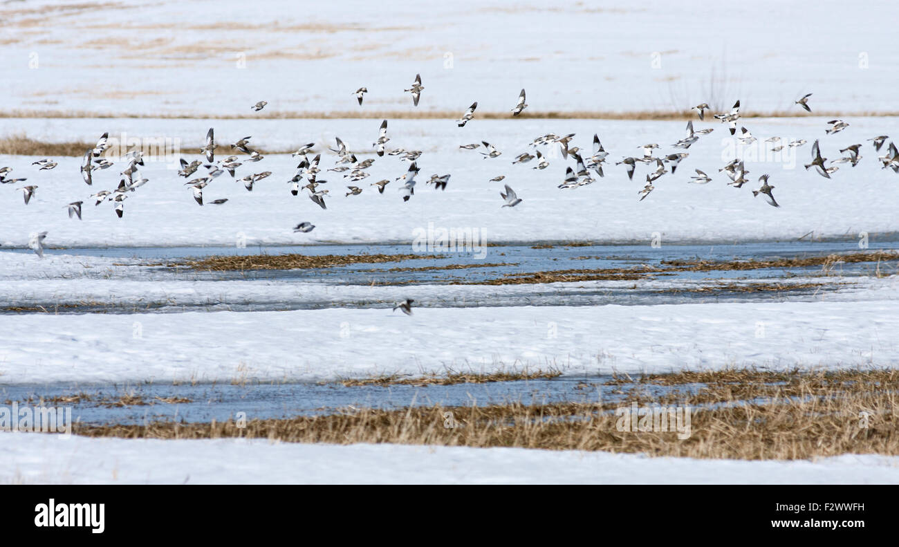 Snow bunting rest on a field, bird migration. Plectrophenax nivalis, in ...