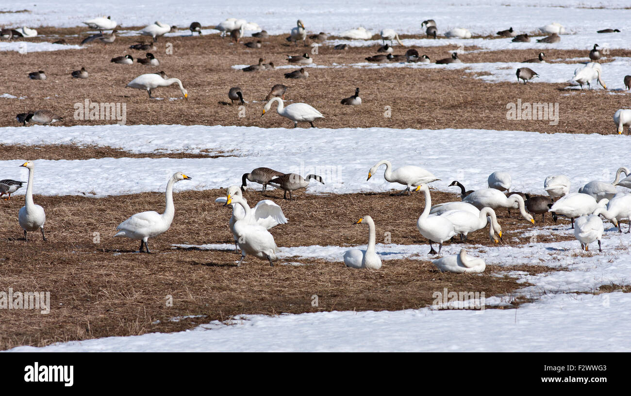 Whooper swan, Canada geese and other birds rest on a field, bird ...