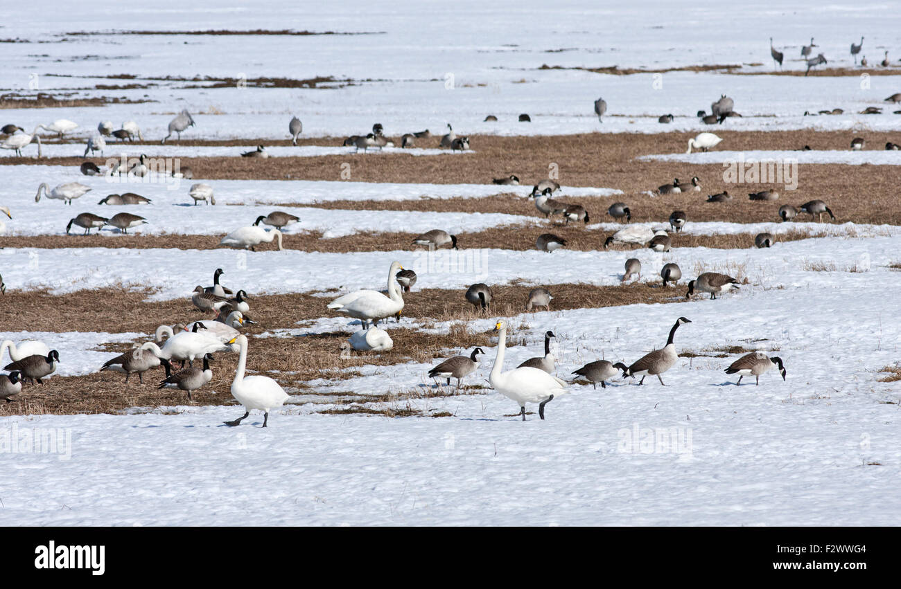 Whooper swan, Canada geese and other birds rest on a field, bird ...