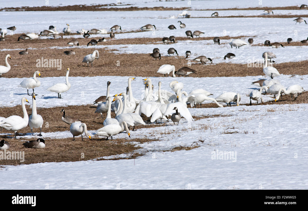 Whooper swan, Canada geese and other birds rest on a field, bird ...