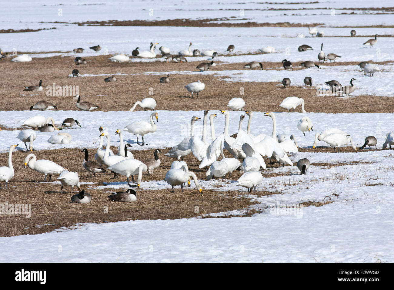 Whooper swan, Canada geese and other birds rest on a field, bird ...