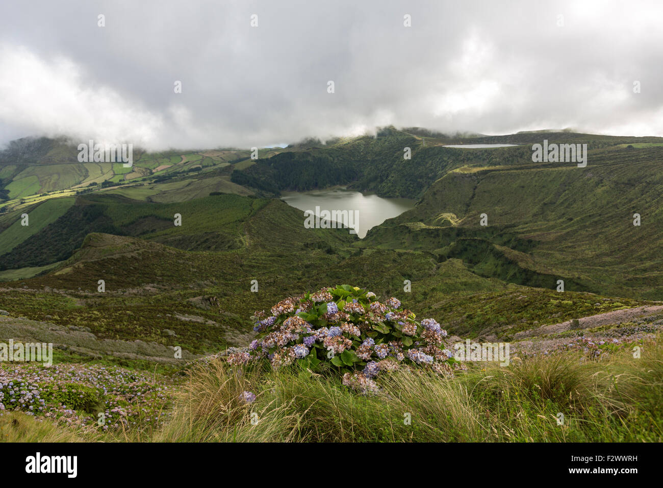 Lagoa Funda das Lajes and Lagoa Rasa behind with hydrangea macrophylla ...