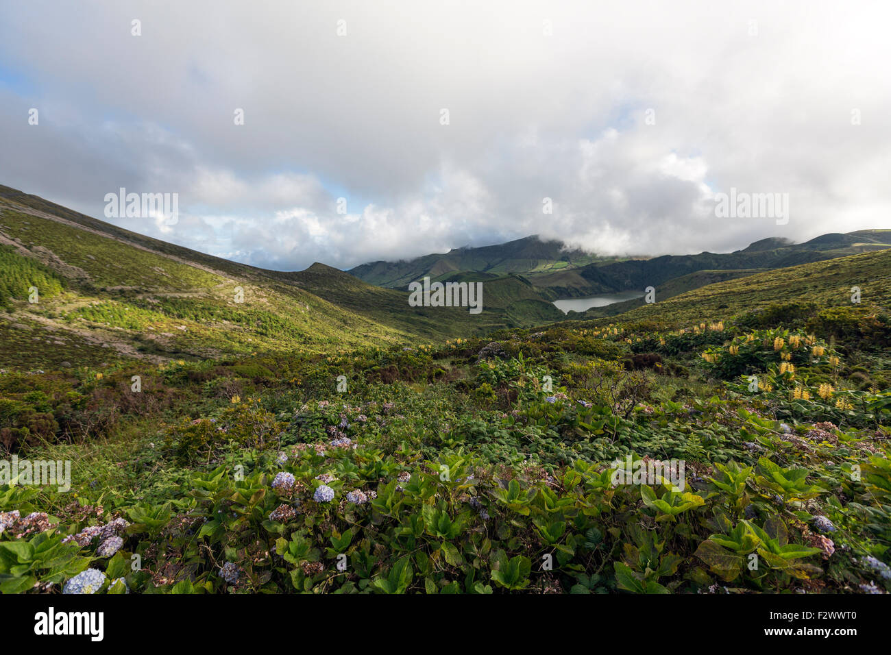 Lagoa Funda das Lajes with hydrangea macrophylla, Flores Island, Azores ...