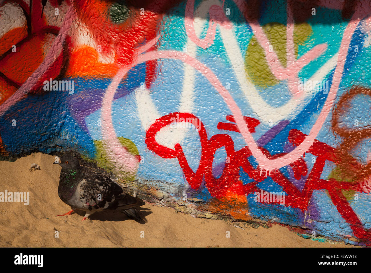 Disabled pigeon hi-res stock photography and images - Alamy