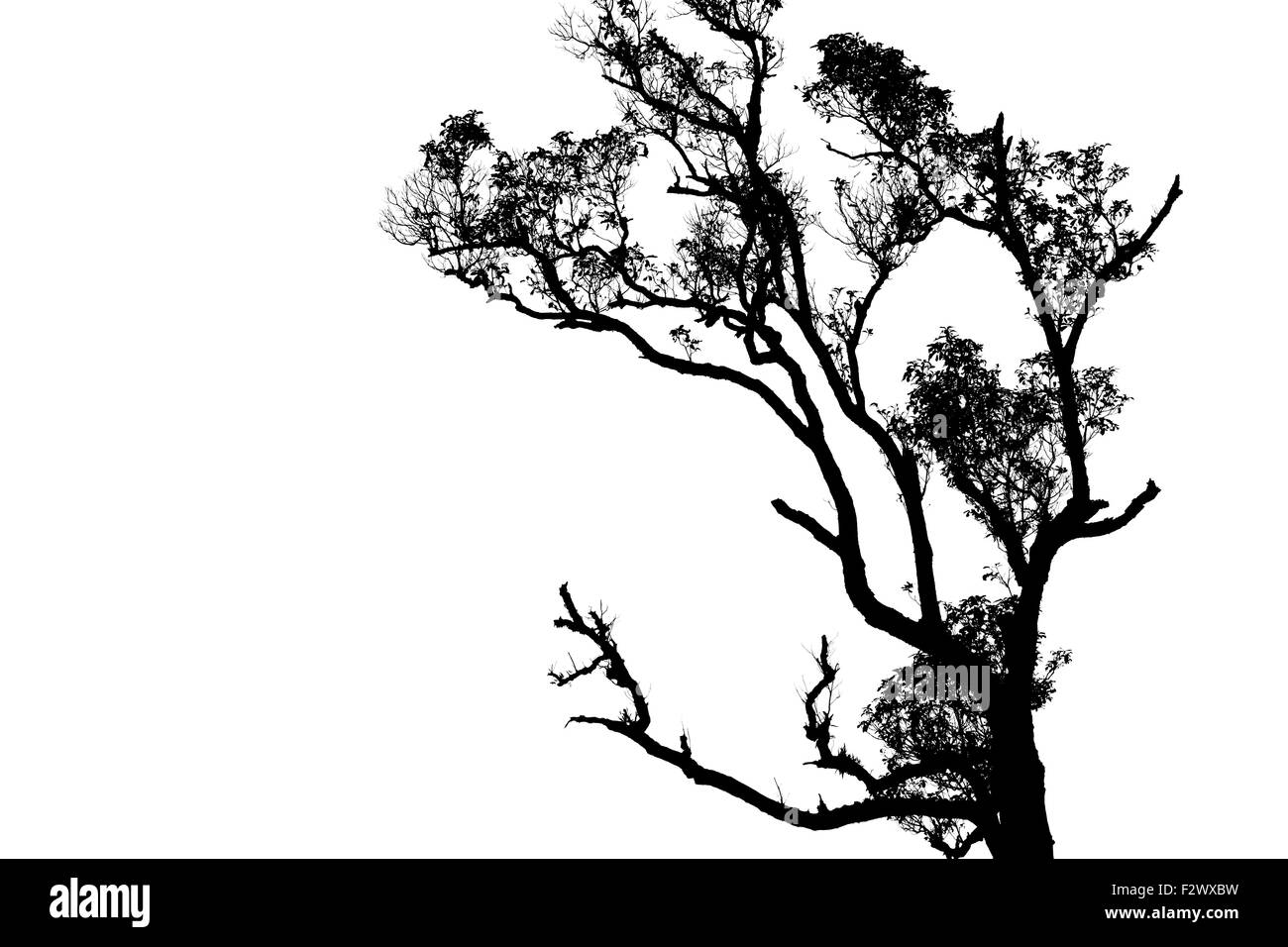 Branch tree isolated on white background Stock Photo - Alamy