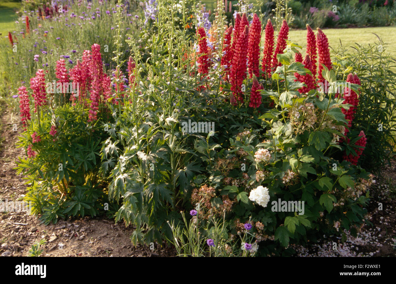 Summer border hi-res stock photography and images - Alamy