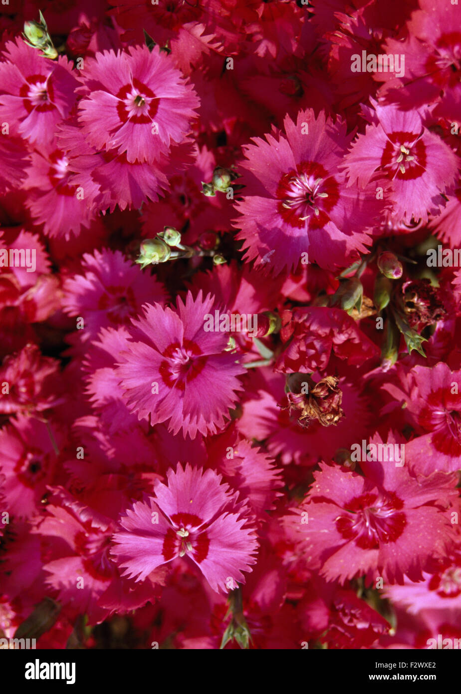 Close-up of bright pink dianthus Stock Photo - Alamy