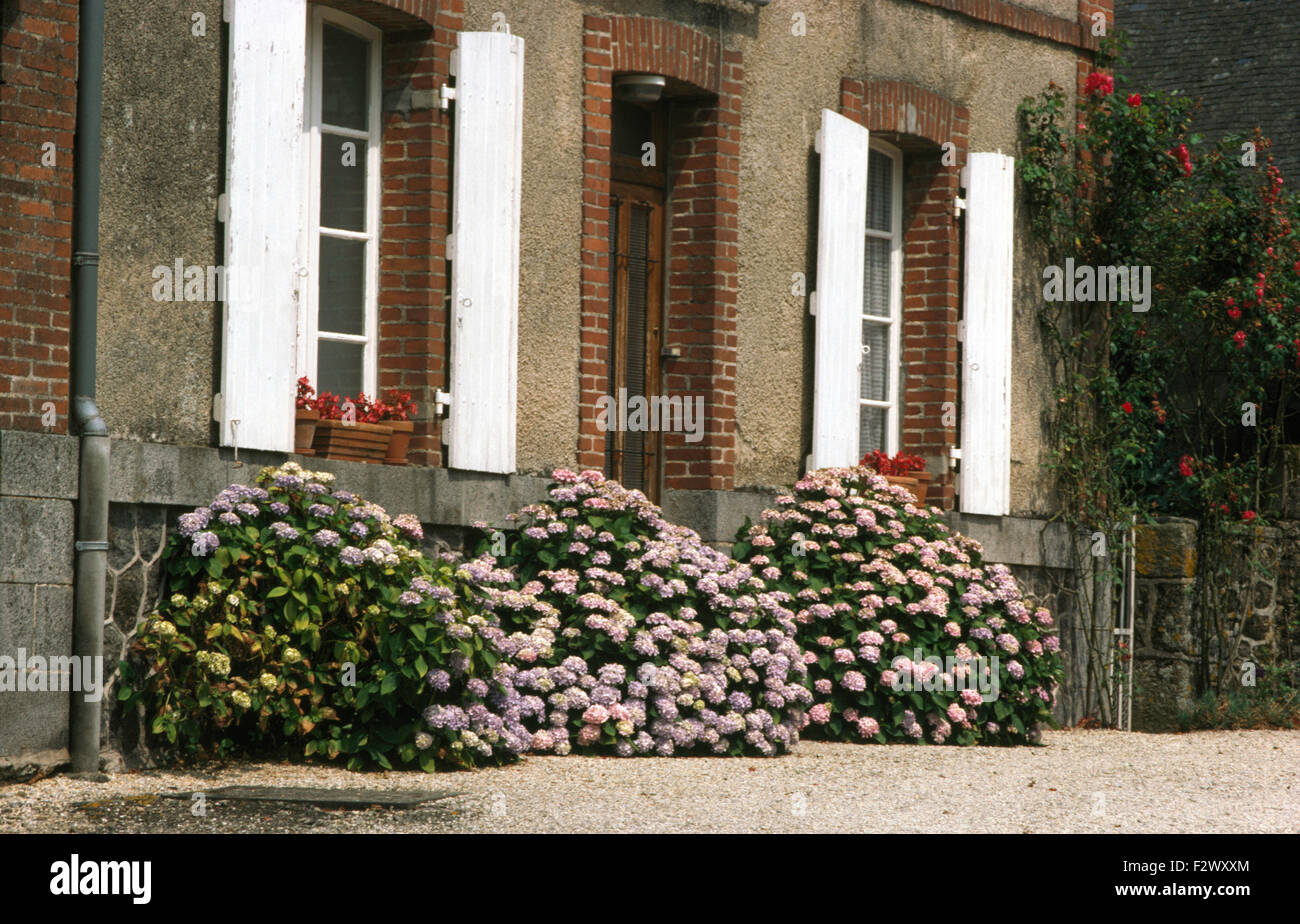 Hydrangeas growing below French country house with white shutters on ...