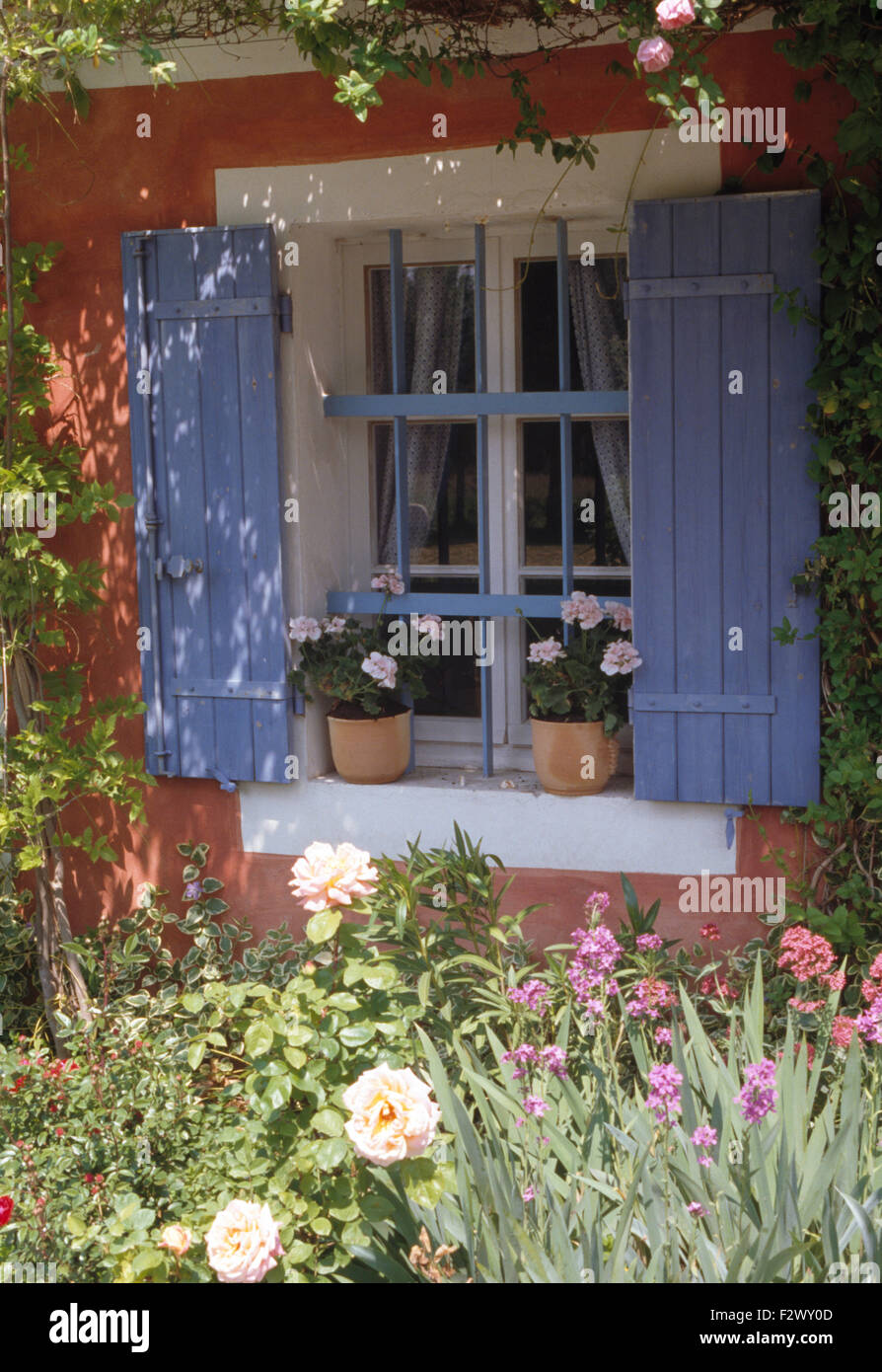 Roses growing in border below window with blue shutters and pots of ...