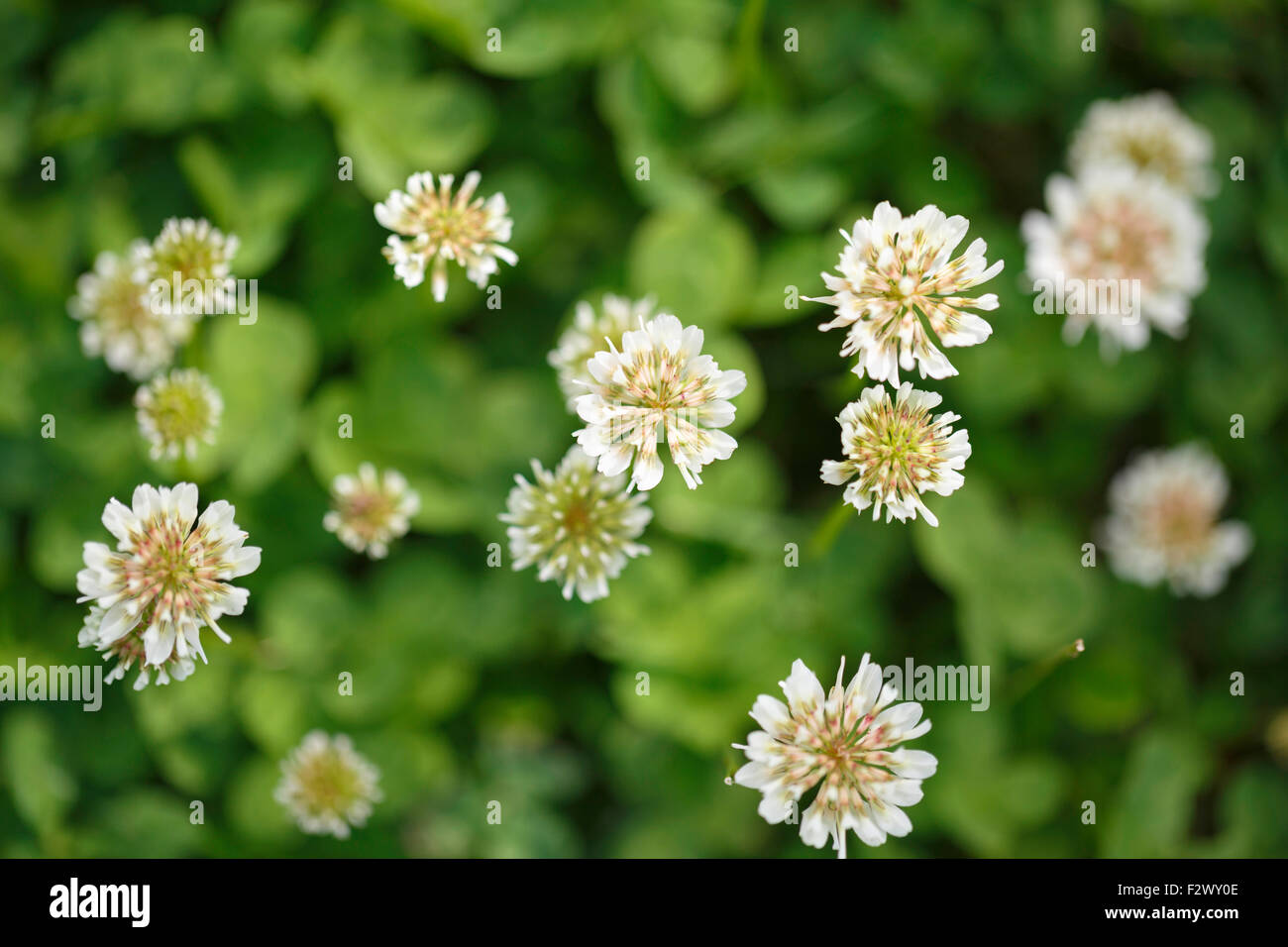 Shamrock clover flower hi-res stock photography and images - Alamy