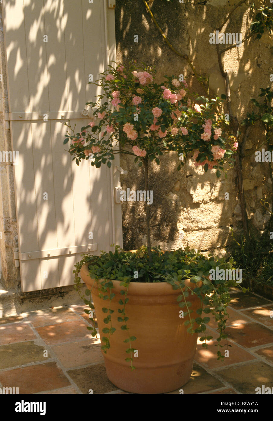 Standard rose hi-res stock photography and images - Alamy