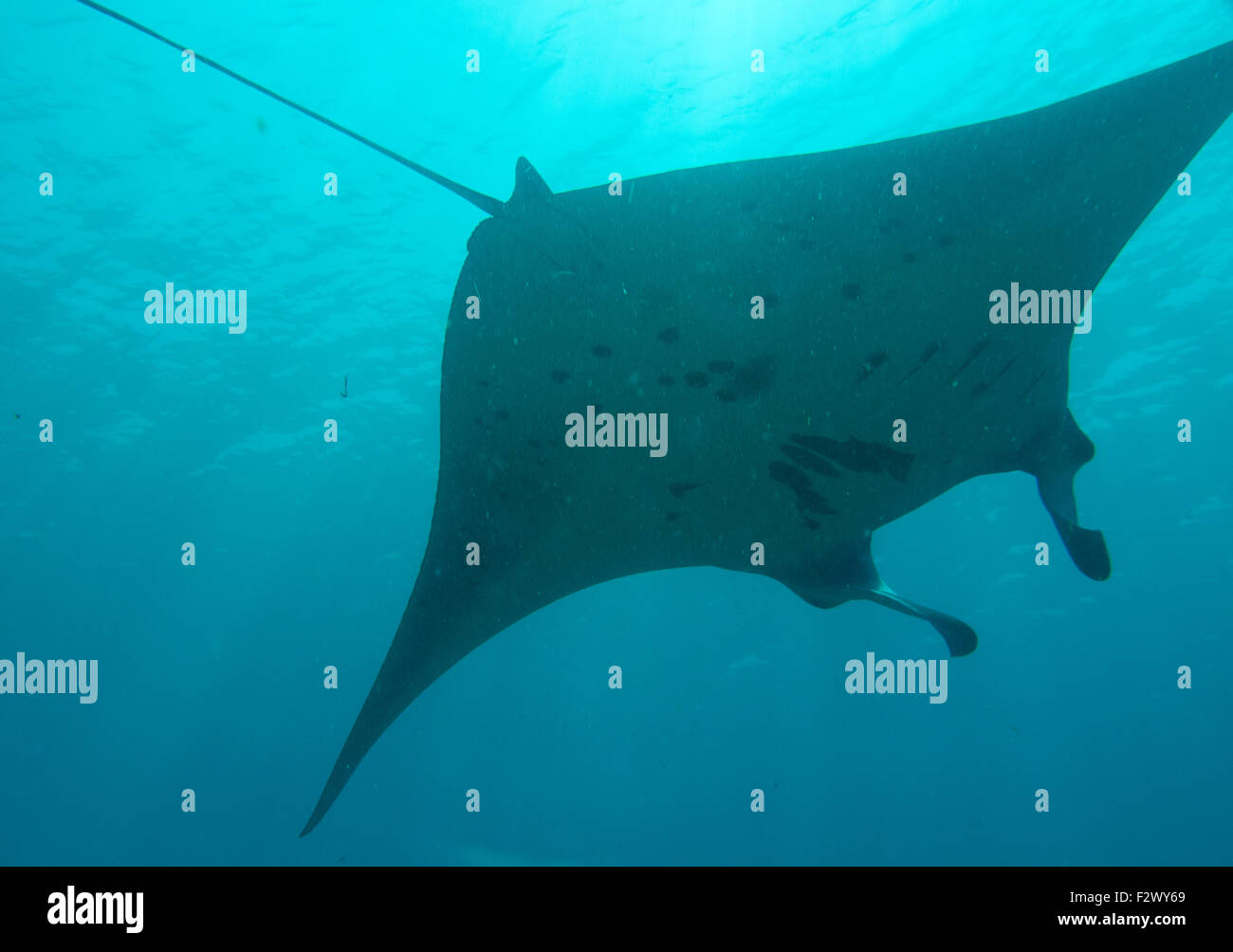 Manta Ray dive in Komodo National Stock Photo - Alamy