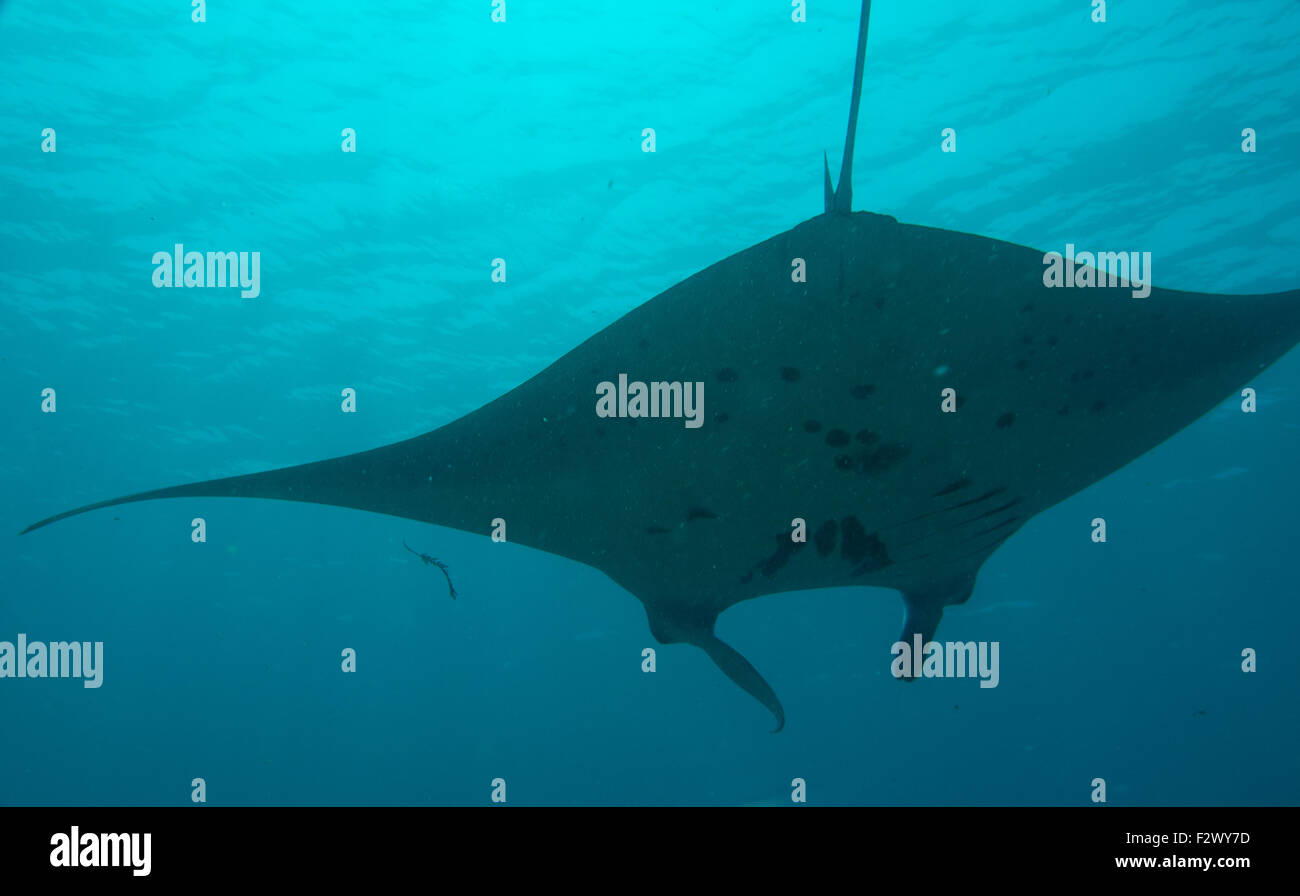 Manta Ray dive in Komodo National Stock Photo - Alamy