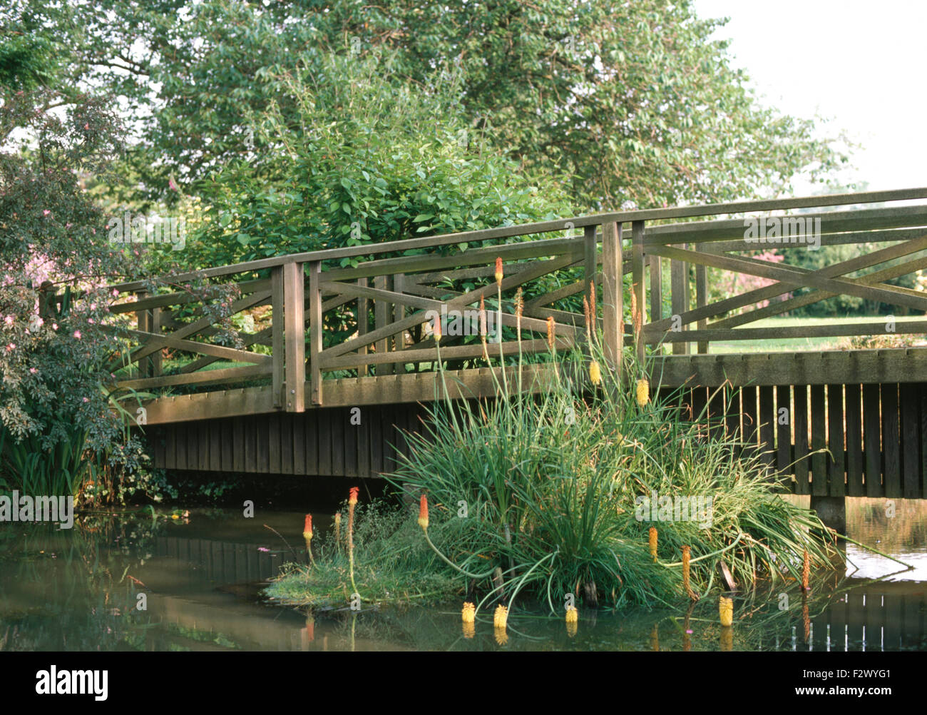 Kniphofia growing in shallow stream beside wooden bridge Stock Photo ...