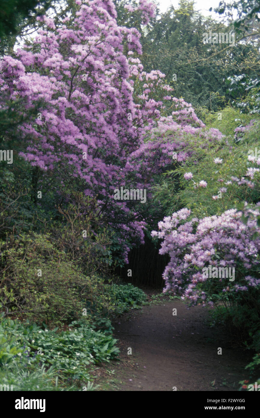Pale mauve rhododendrons in large country garden in spring Stock Photo ...