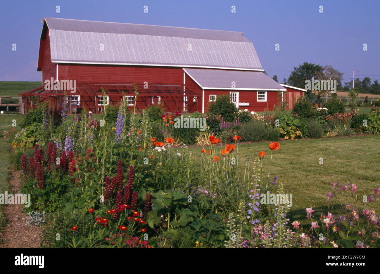 Summer perennials in border in garden of converted red barn Stock Photo ...