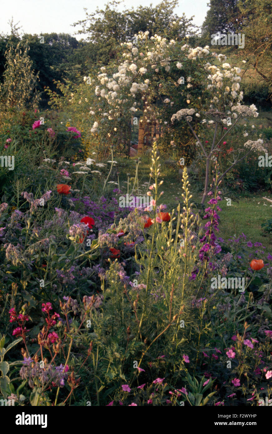 BLue larkspur and borage with pink geraniums in border in large country ...