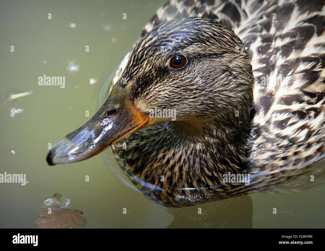 Long Necked Duck High Resolution Stock Photography and Images - Alamy