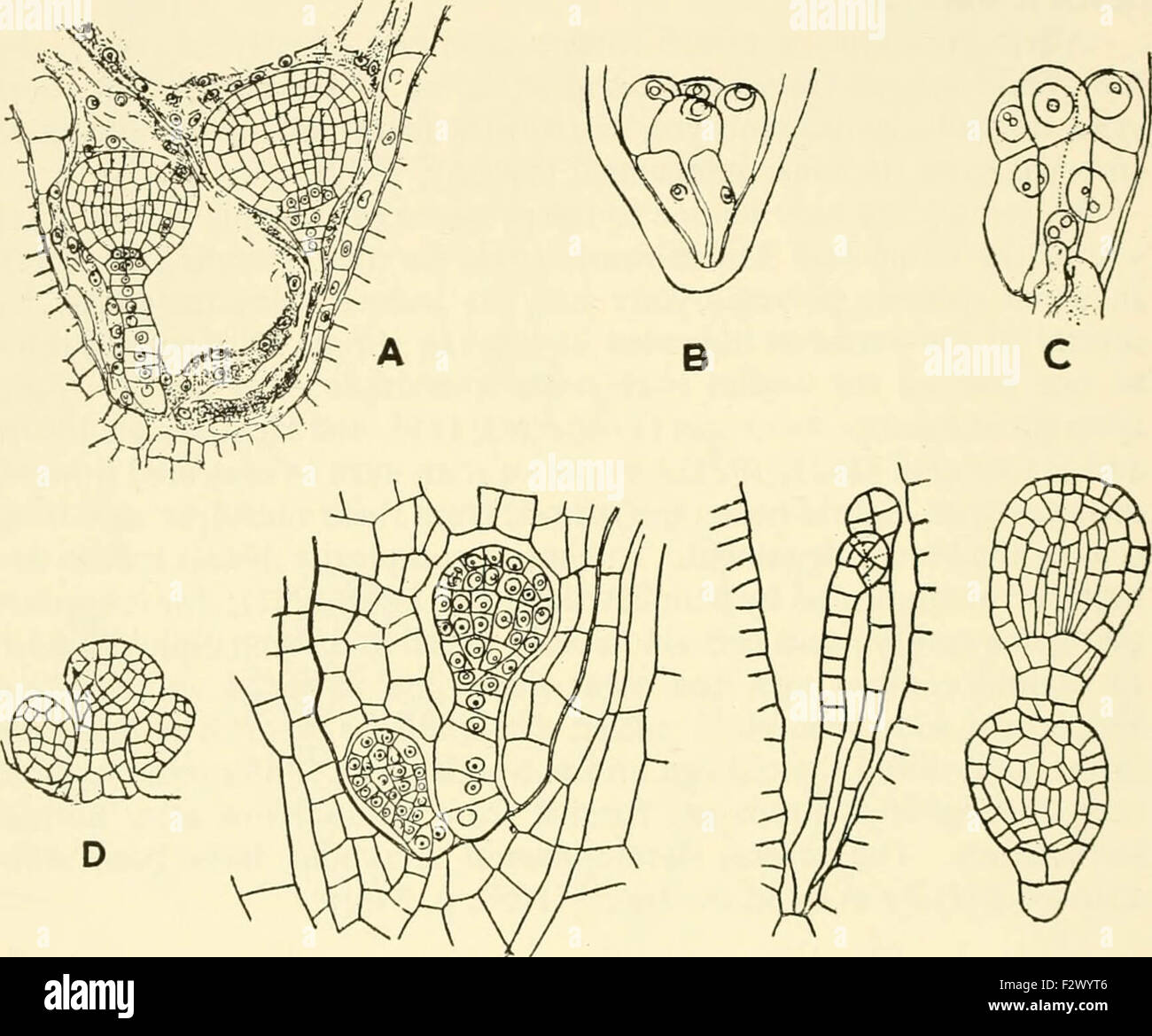 Embryogenesis in plants Stock Photo - Alamy