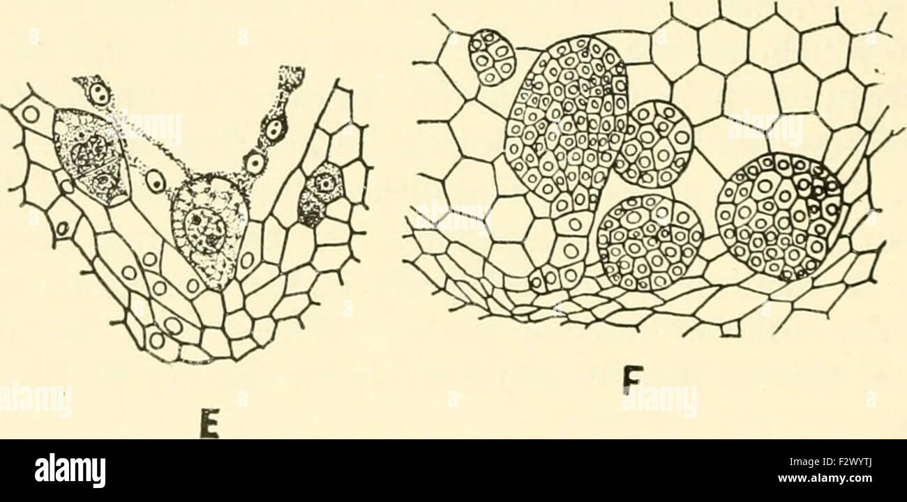 Embryogenesis in plants Stock Photo - Alamy