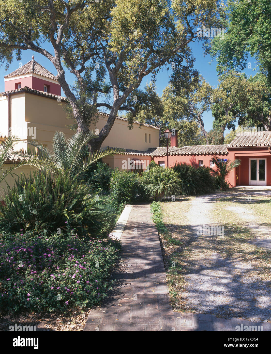 Large tree in border beside drive to Spanish villa Stock Photo - Alamy