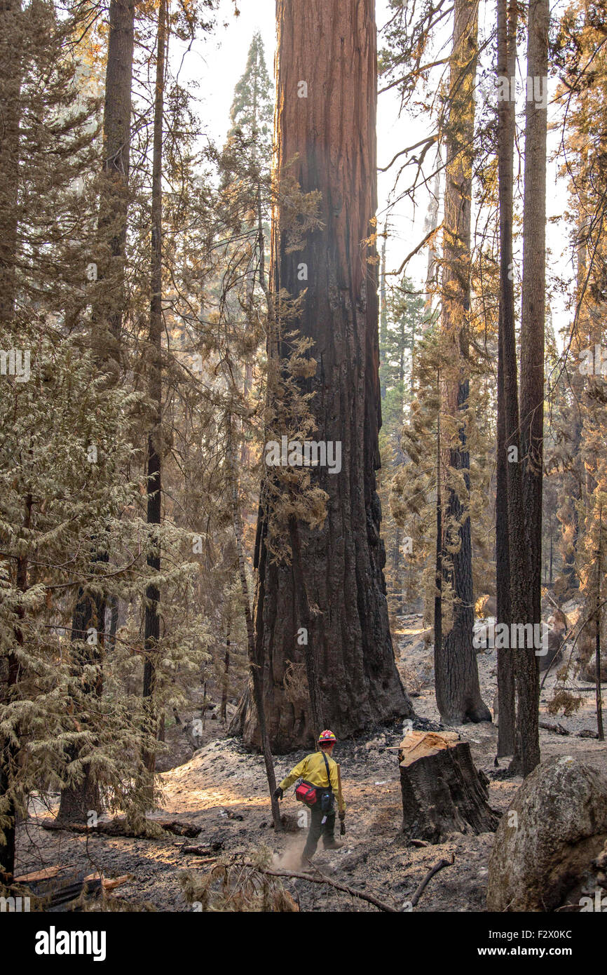 Charred trunk of a giant Sequoia tree damaged by the Rough Fire in the ...