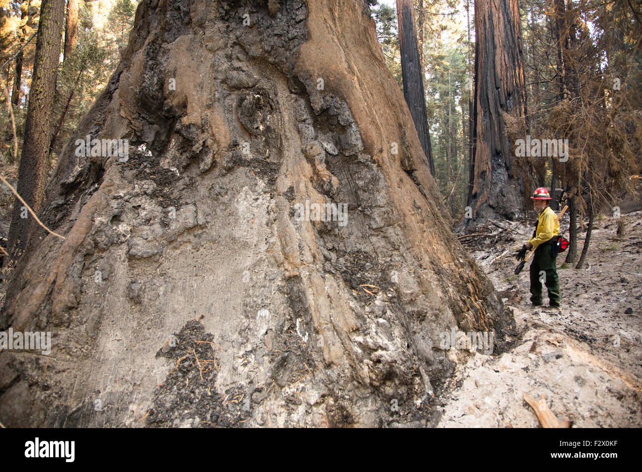 Charred trunk of a giant Sequoia tree damaged by the Rough Fire in the ...