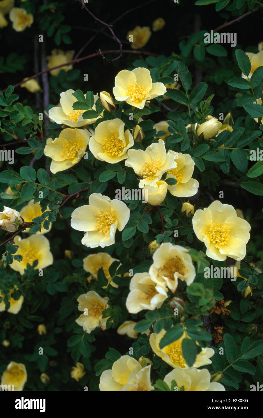 Close-up of yellow Rosa "Canary Bird Stock Photo - Alamy