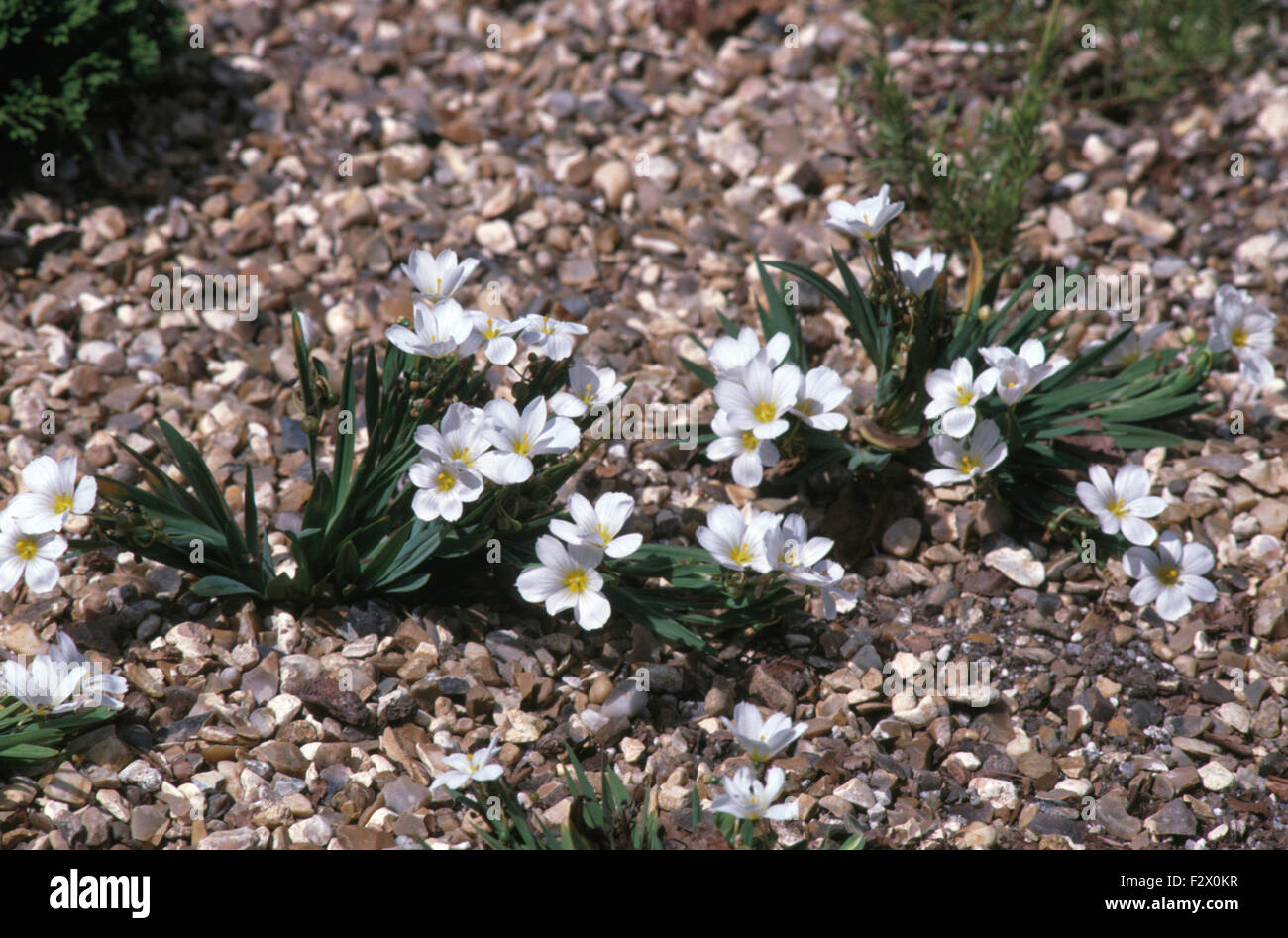 White alpine perennials hi-res stock photography and images - Alamy