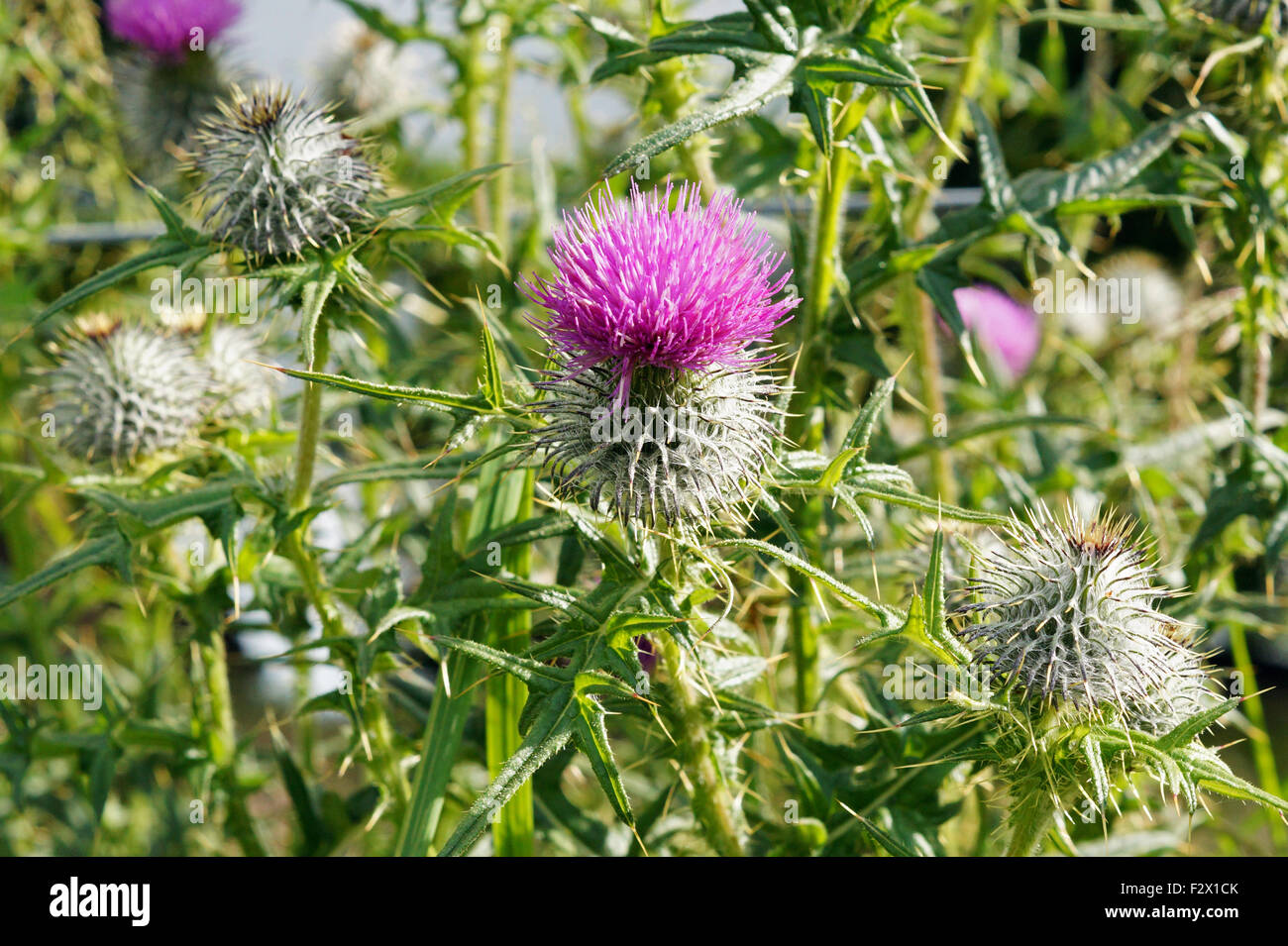 Scottish Jaggy Purple Thistle with Spikes Stock Photo - Alamy