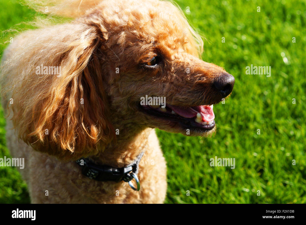 Happy Smiling Fluffy Red Toy Poodle Side View Stock Photo - Alamy