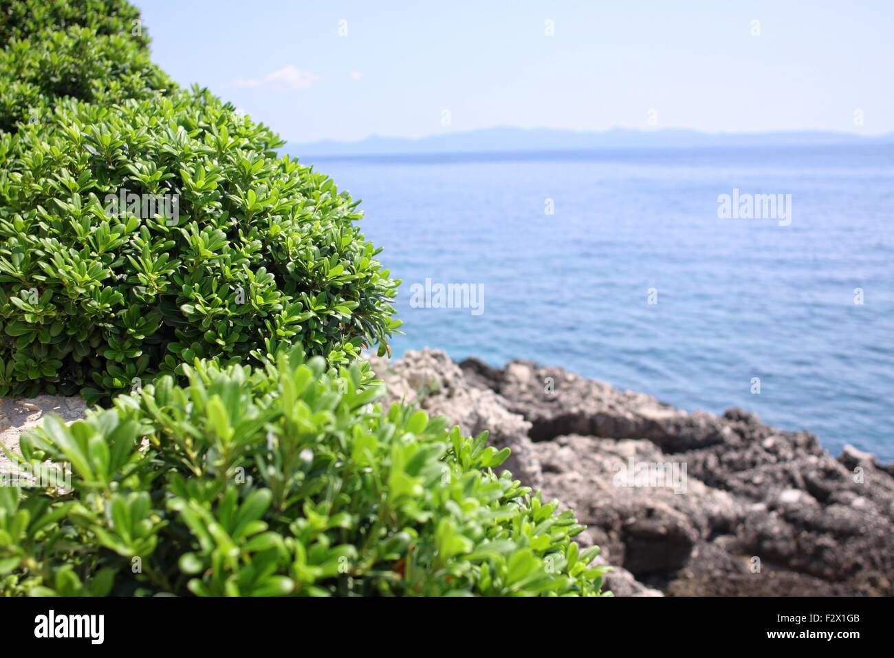 Boxwood front yard hi-res stock photography and images - Alamy
