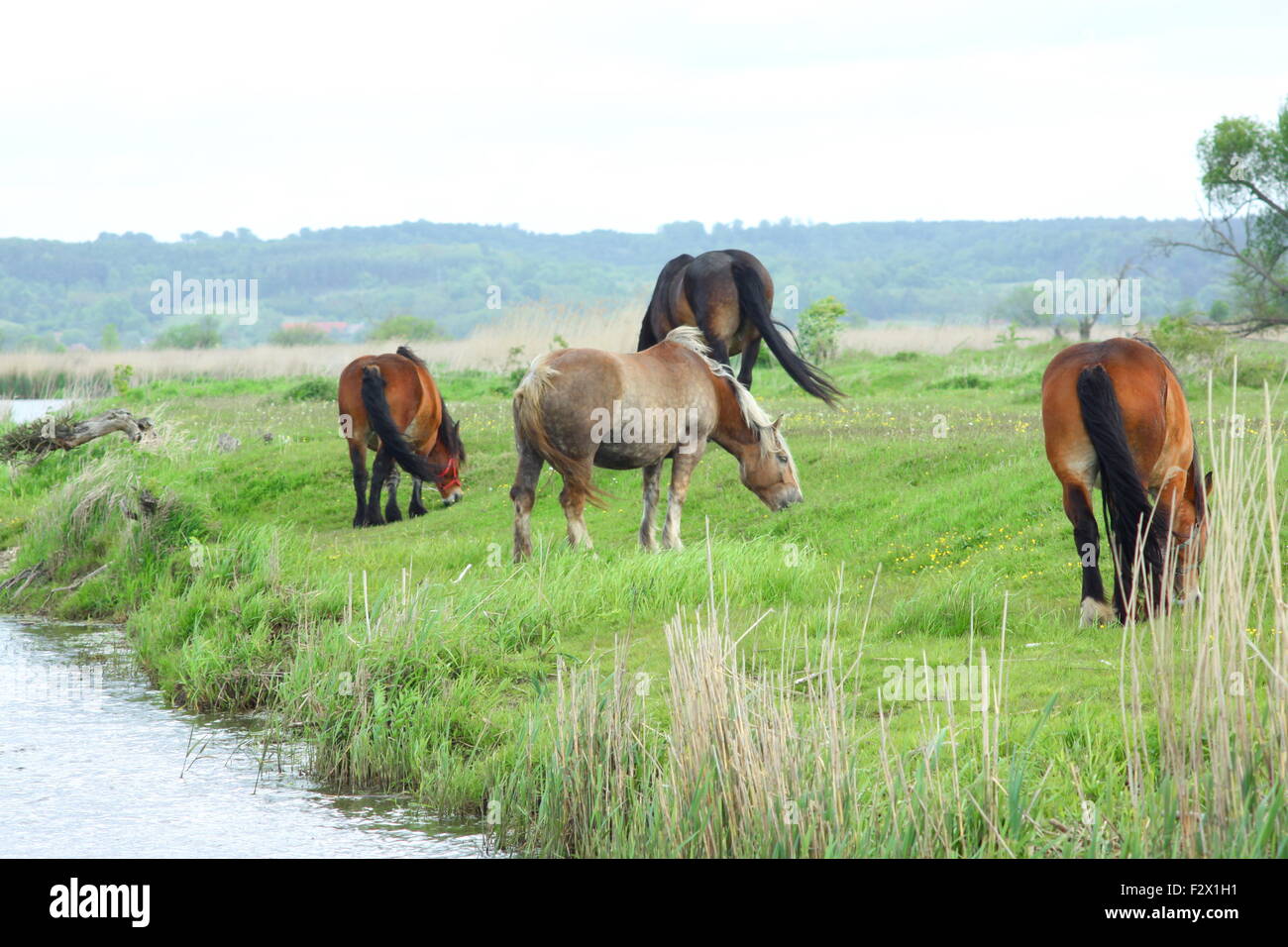 Horses drinking and eating on a river bank. Landscape with grazing ...