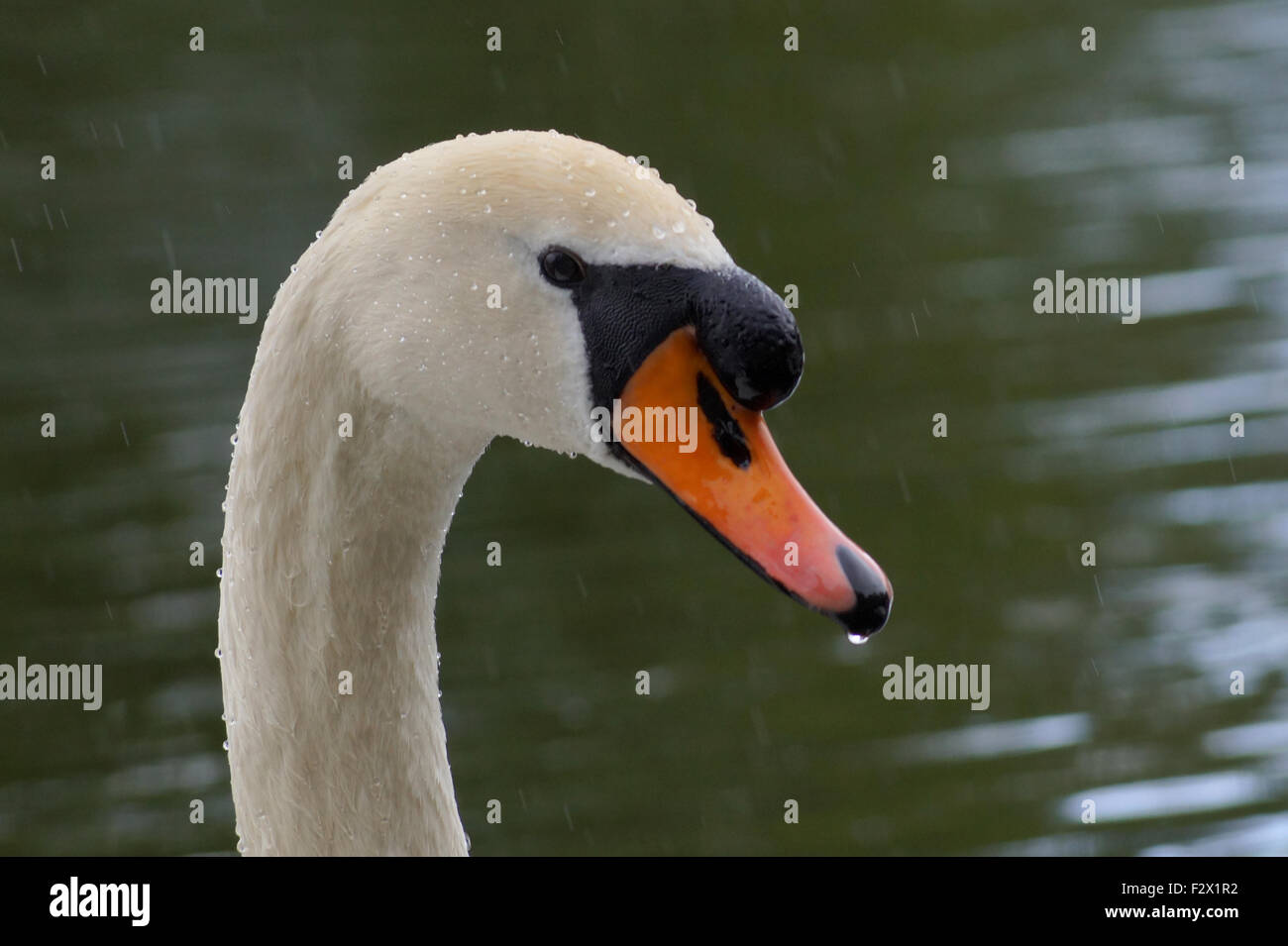 Orange swan beak hi-res stock photography and images - Alamy