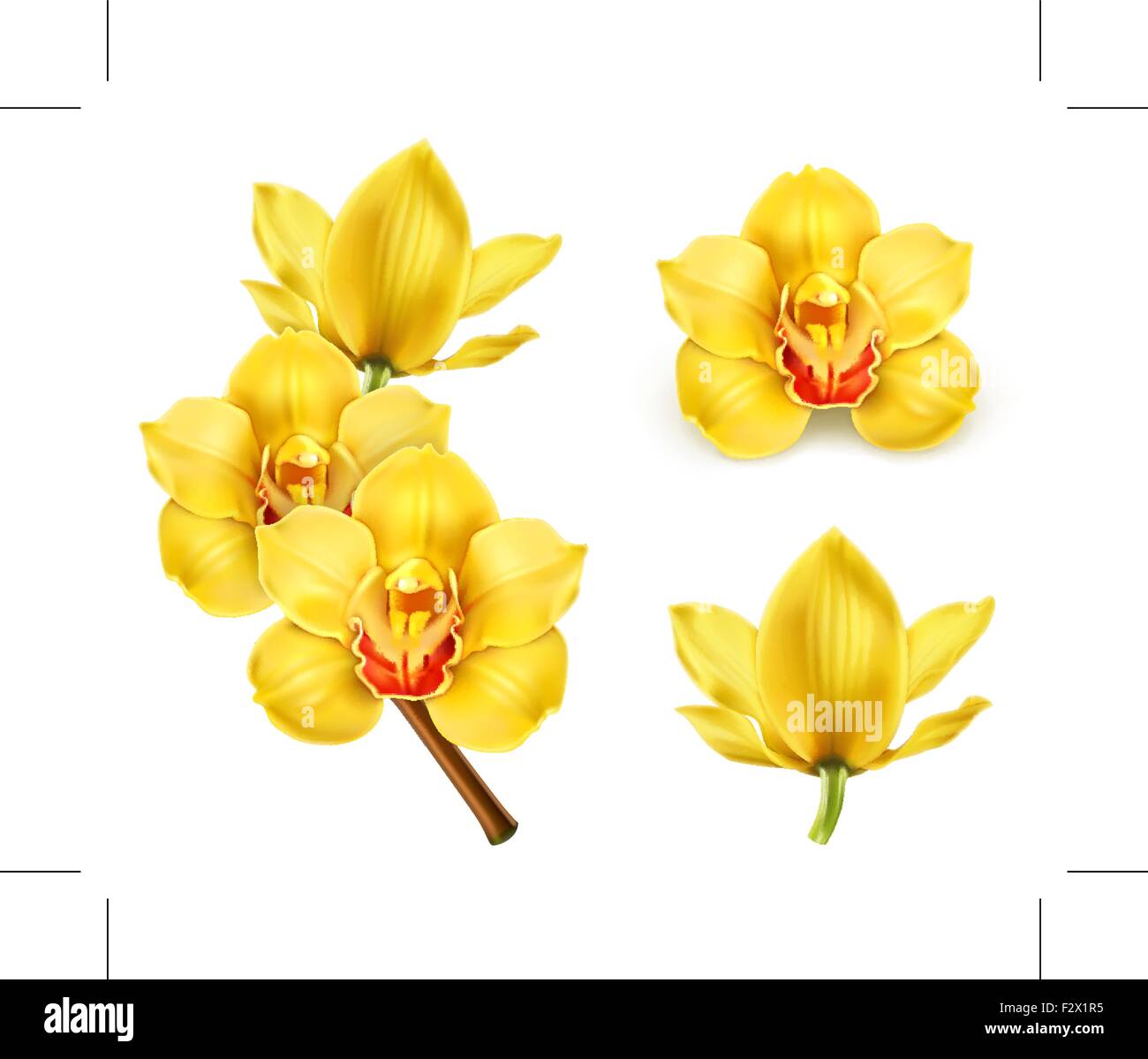 Flowers orchid icon Stock Vector Images - Alamy