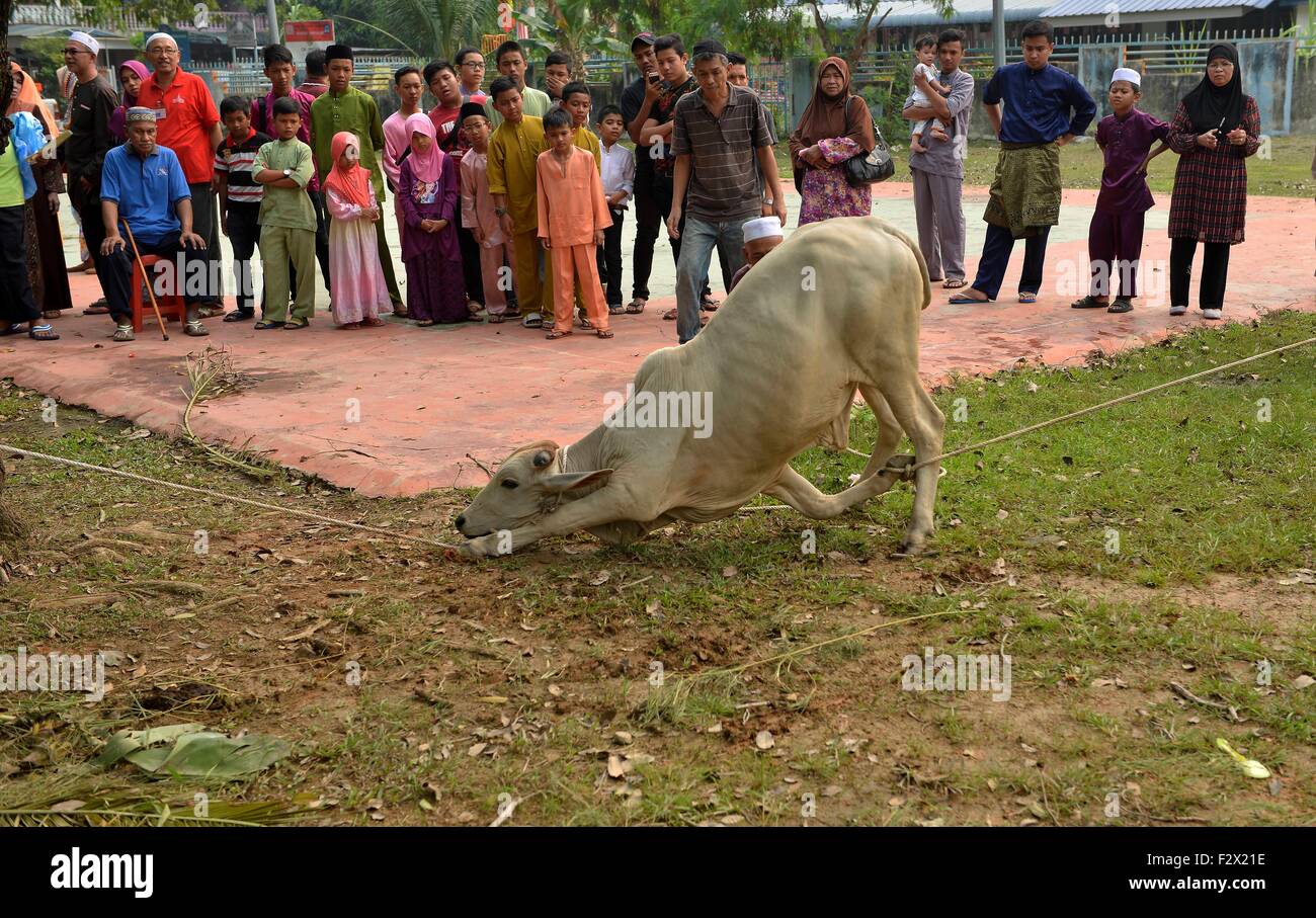 Shah Alam, Malaysia. 24th Sep, 2015. Malaysian prepares a cow for ...