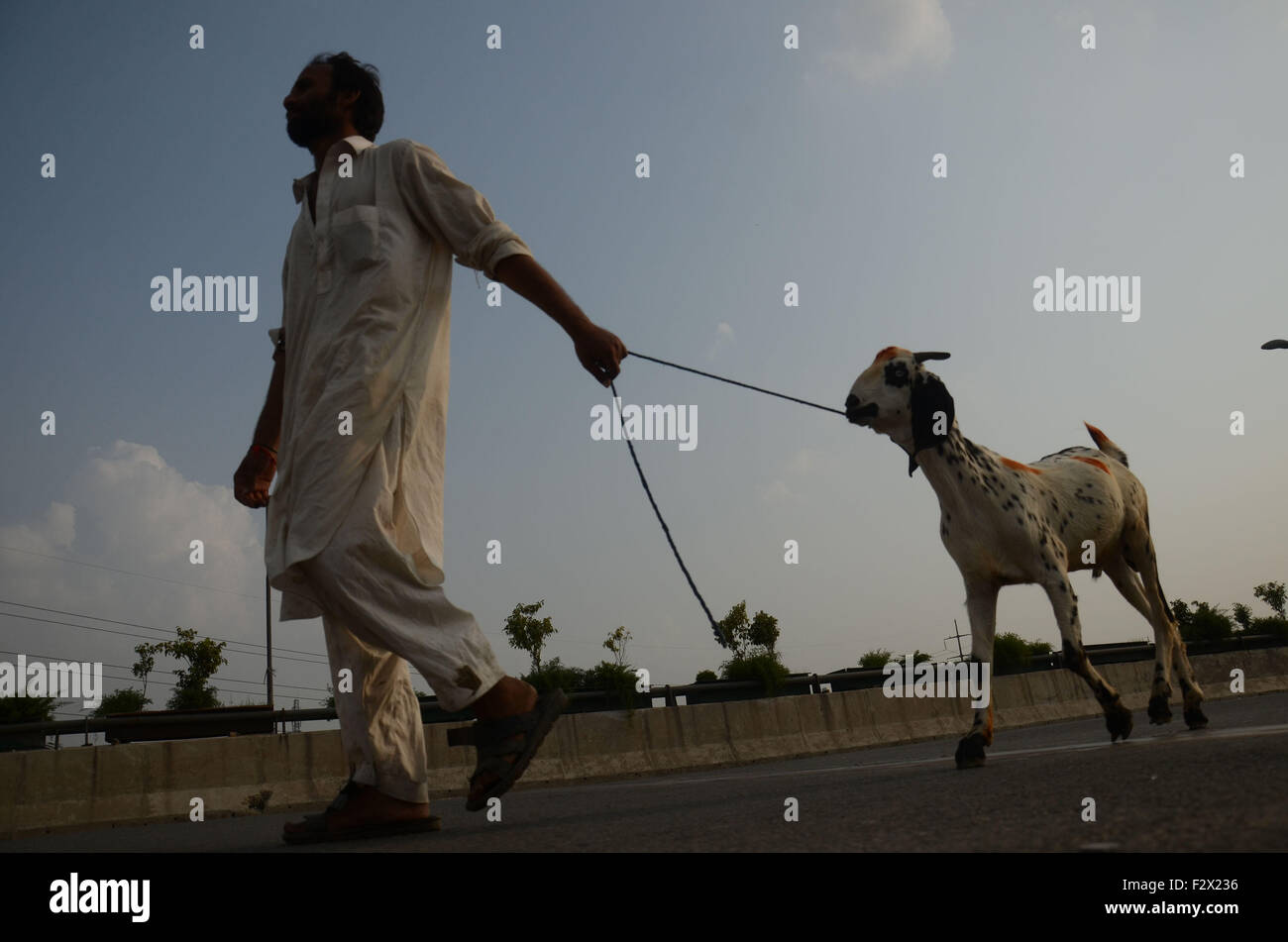 Lahore, Pakistan. 24th Sep, 2015. A Pakistani brings goat as ...