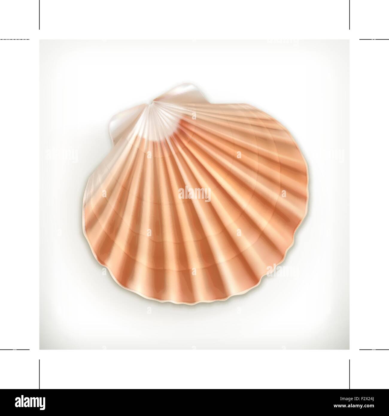 Seashell, vector icon Stock Vector Image & Art - Alamy