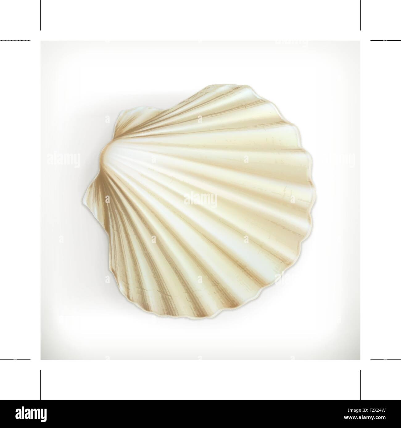 Seashell, vector icon Stock Vector Image & Art - Alamy