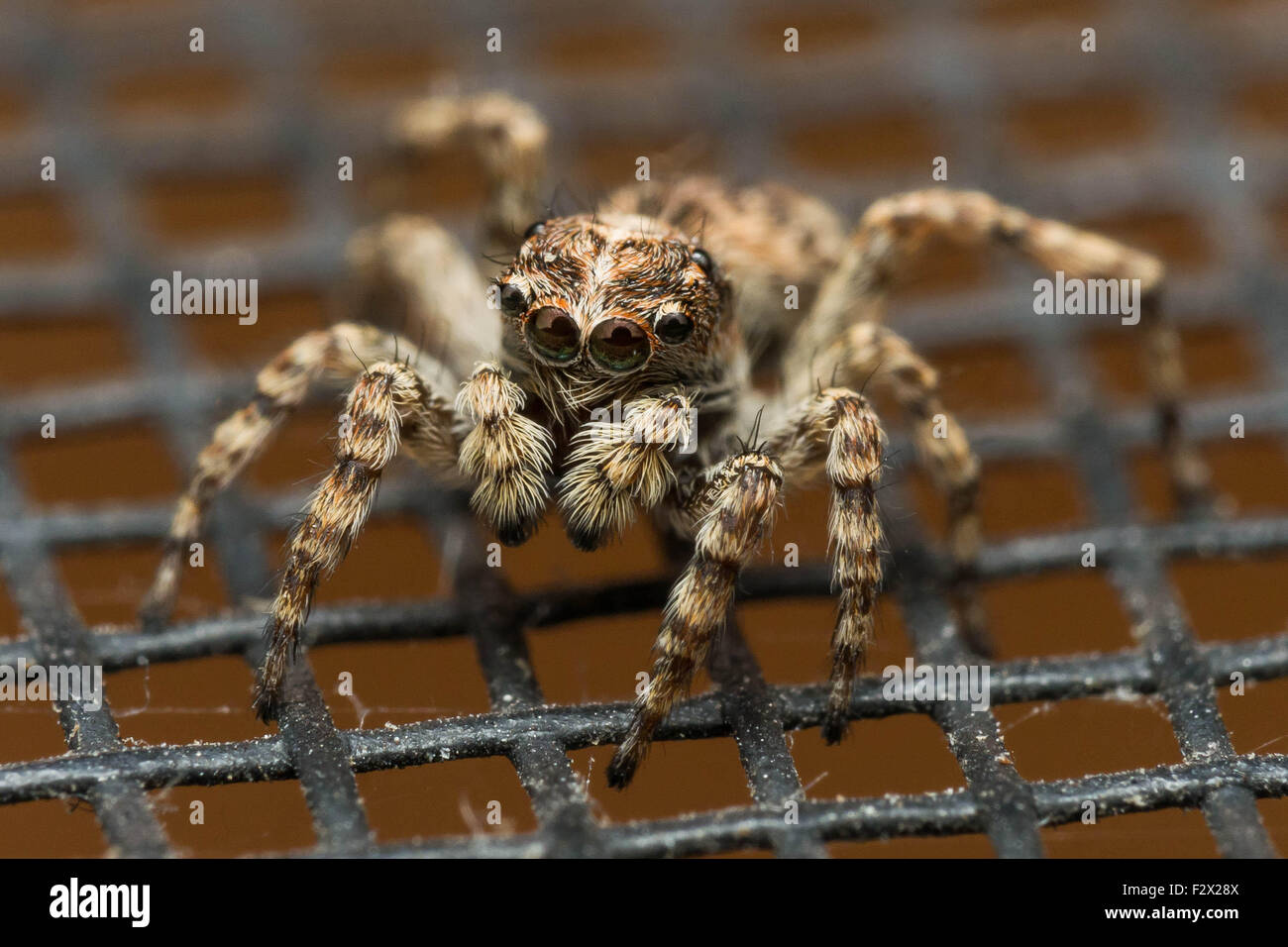 Small brown jumping spider close up portrait on black window screen ...