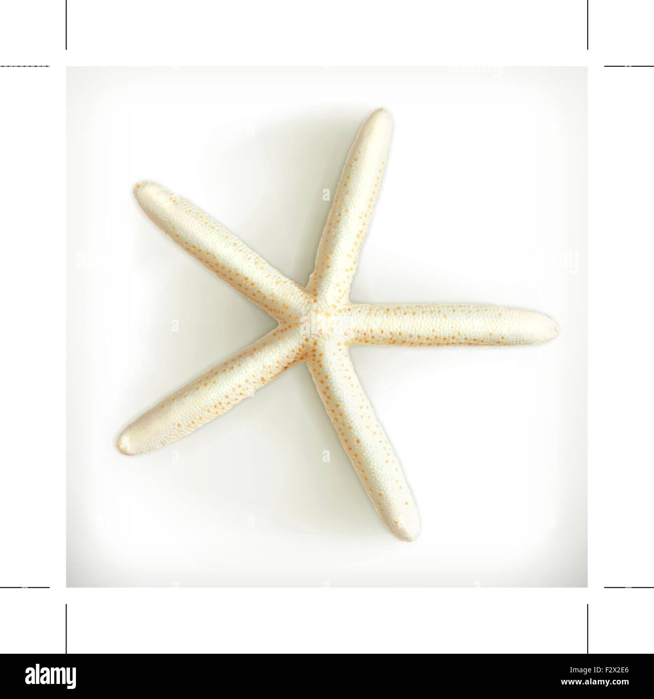 Real starfish Stock Vector Images - Alamy