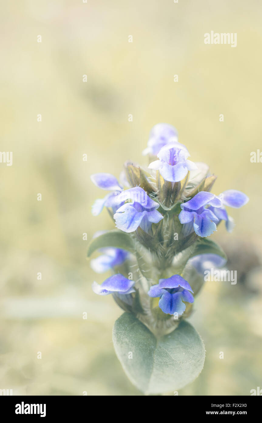 Purple bugleweed hi-res stock photography and images - Alamy