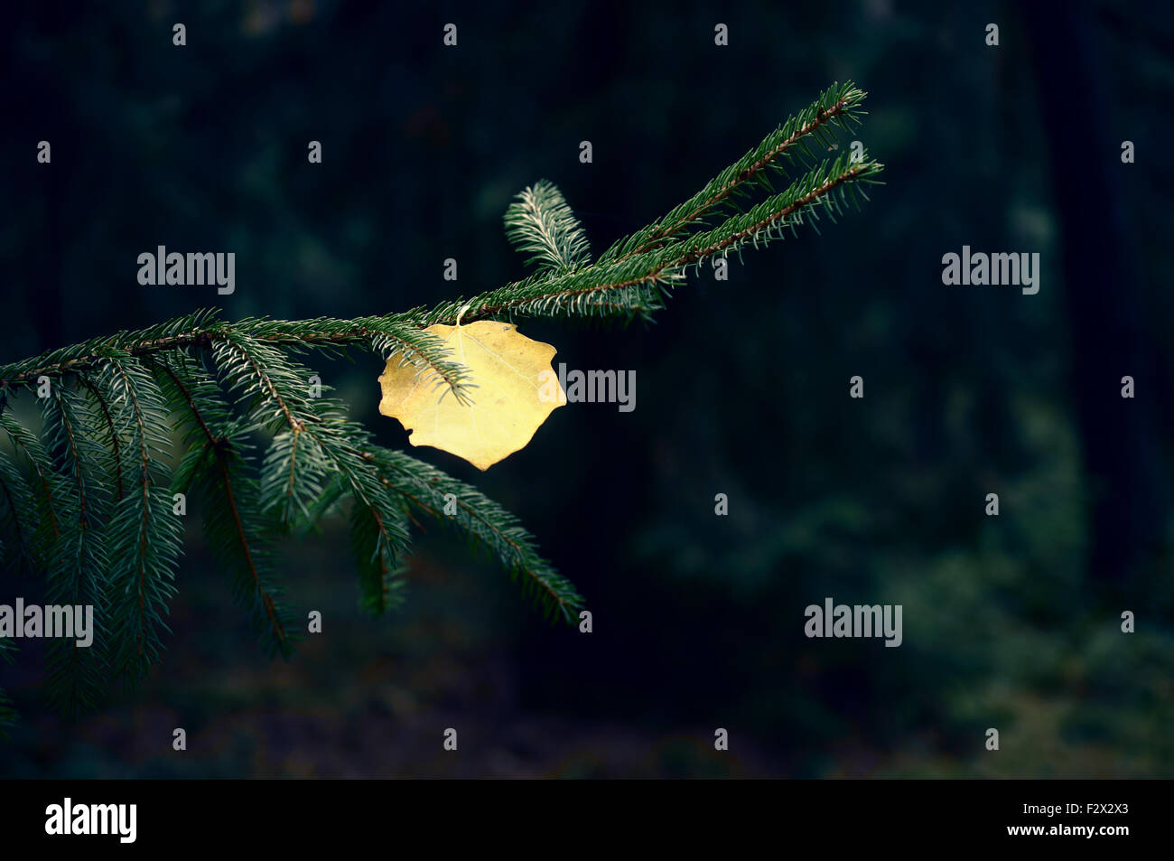 Conifer diversity hi-res stock photography and images - Alamy